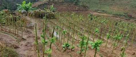 邦东乡：发展小豌豆 拓宽致富路种植