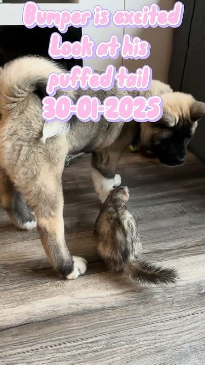 Excited Ferret Puffed Tail Youtube