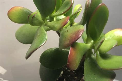 Red Edges On Jade Plant Leaves Symptoms Causes And Fixes