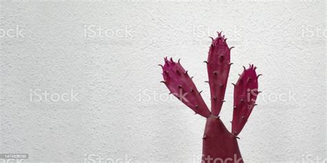 흰 벽 배경에 빨간색 생생한 선인장 상록 자연 열대 식물 최소한의 스타일 배너 패션 여름 벽지 미적 사진 귀여운 선인장 자연 디자인 즙이 많은 식물 정물 사진 0명에 대한