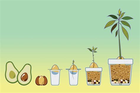 Как вырастить авокадо в домашних условиях — пошаговый гид в картинках