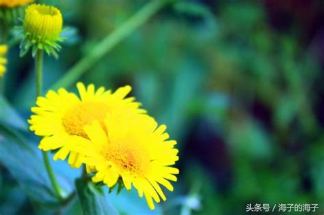 《把秋望，不去西山相紅葉 來對叢黃》小黃菊之《夏日情》 每日頭條