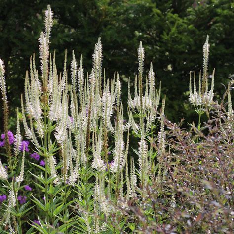 Veronicastrum Virginicum ‘album From Wildegoose Nursery