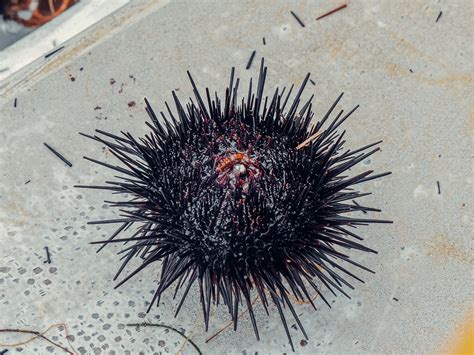 El Misterio Detrás De La Muerte Masiva De Erizos De Mar En El Caribe