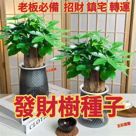 免運 包對版發財樹種子 馬拉巴栗 招財旺宅植物 觀葉植物種子 室內盆栽 盆景 易種易活 顆粒飽滿發芽率高 庭院陽台 蝦皮購物