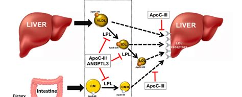 Abbreviations Angptl3 Angiopoietin Like Protein 3 Apo Download