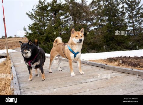 Cuándo se puede sacar a un cachorro Perro Hokkaido a la calle Blog de