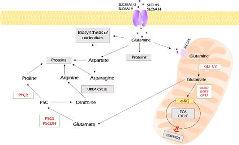 Figure 1 From Phytochemicals Target Multiple Metabolic Pathways In Cancer Semantic Scholar