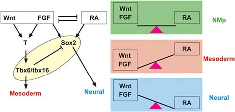 Frontiers Neuromesodermal Progenitors A Basis For Robust Axial Patterning In Development And