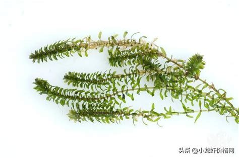 在龍蝦塘中多放水花生不養伊樂藻你覺得怎麼樣 每日頭條