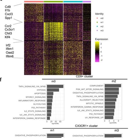 Identification Of Monocyte Macrophage Subpopulations In The Interface Download Scientific