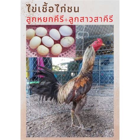 ไข่เชื้อไก่ชนใต้ ถูกที่สุด พร้อมโปรโมชั่น มิ ย 2025 Biggoเช็คราคาง่ายๆ