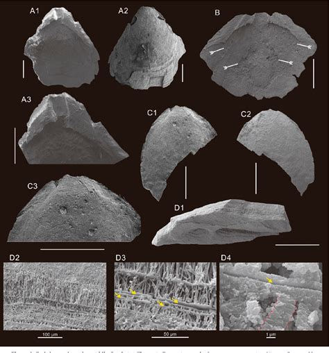 Figure 9 From First Report Of Small Shelly Fossils From The Cambrian Miaolingian Limestones