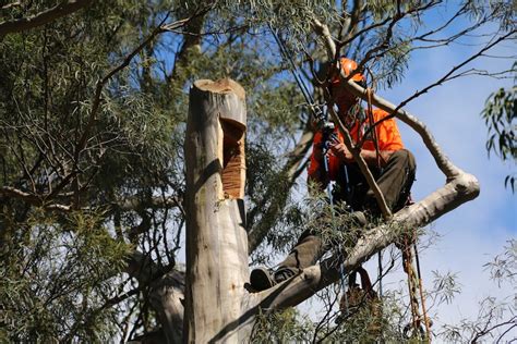 Man Made Nesting Hollows Prove A Big Hit With Endangered Swift Parrots