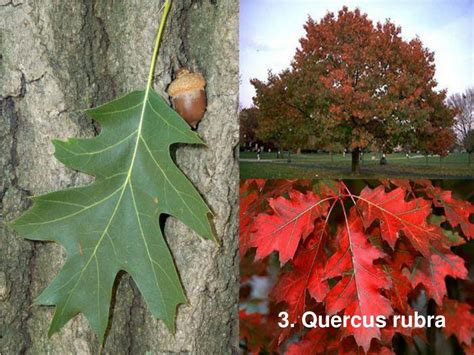 Ppt Phytophthora Cambivora Powerpoint Presentation Free Download