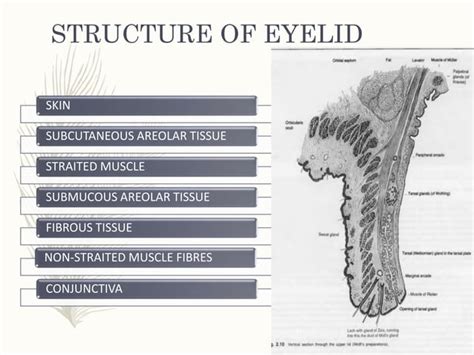 Surgical Anatomy Of Eyelid Pptx