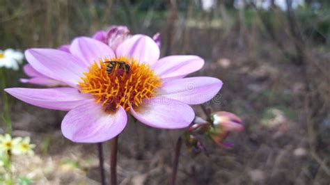 Ci Sono Tre Api Su Un Fiore Allo Stato Brado Immagine Stock Immagine