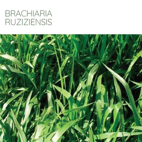 Brachiaria Ruziziensis Agrotech Hartman