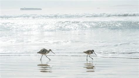 10 Animal Migration Examples What Is Green Living