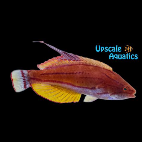 Yellowfin Flasher Wrasse Paracheilinus Flavianalis Upscale Aquatics