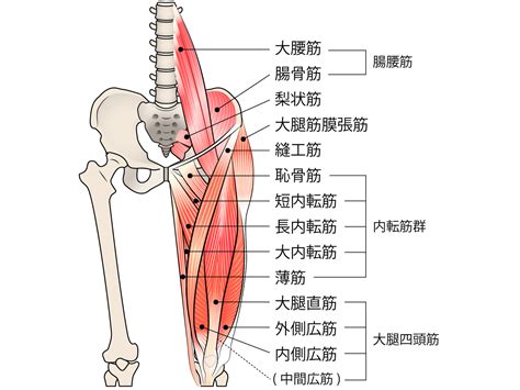 大腿筋膜張筋の過緊張：過剰に使用してしまう2つの理由 Bpm Function