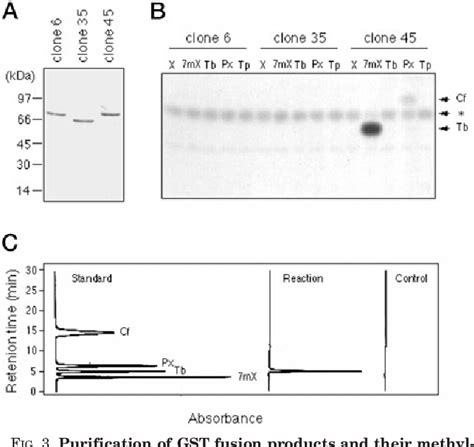 7 Methylxanthine Semantic Scholar