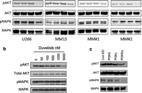Inhibition Of Pi3kδ And Pi3kγ Inhibits Akt Phosphorylation A Mm1s