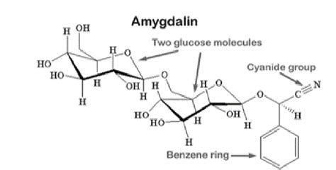 Structure Of Amygdalin Download Scientific Diagram