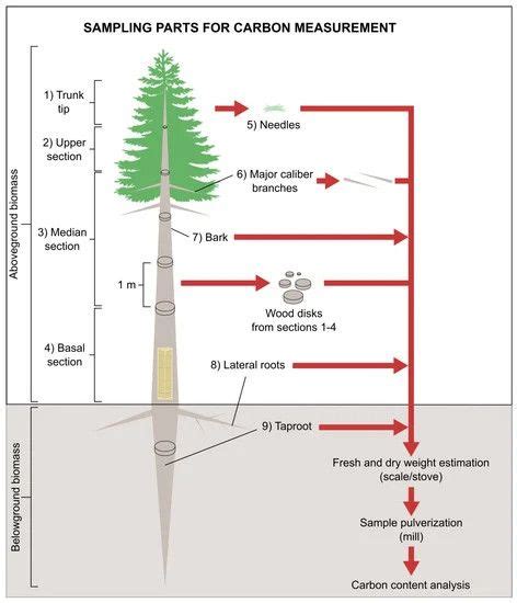Biology Mdpi On Linkedin Openaccess Carbonsequestration Slashpine