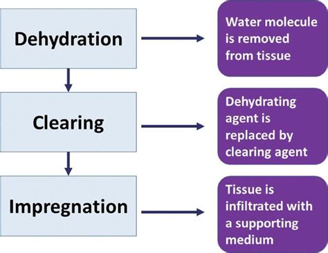 Saja Saad Alahmari On Linkedin The Main Aim Of Tissue Processing Steps In A Histopathology