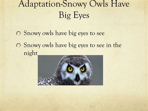 Ppt Do You Know About Snowy Owls By Ava Castan Powerpoint Presentation Id 2334708