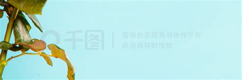 特殊场合的礼物美丽开花的红色玫瑰花特写镜头作为爱的象征在蓝色动物植物免费下载 jpg格式 3382像素 编号42271998 千图网