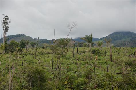 Tras desmovilización de las Farc acaparamiento de tierras y ganadería