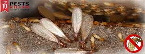 Best Termite Killer May 2024 Buyers Guide And Reviews