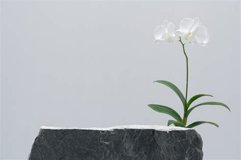 흰색 배경에 신선한 녹색 잎이 있는 빈 짙은 회색 돌 연단과 난초천연 화장품 또는 스파 아로마테라피 제품은 받침대 프로모션