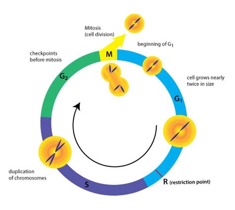 Cell Cycle Phases Microscope