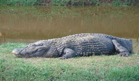 Black Caiman Facts Weight Habitat Diet Lifespan Pictures