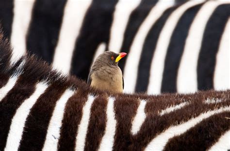 The Zebra And The Oxpecker Smithsonian Photo Contest Smithsonian