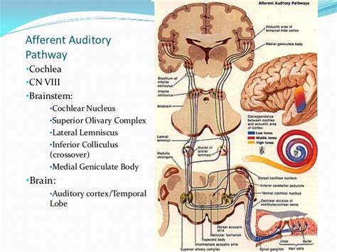 The Central Auditory System
