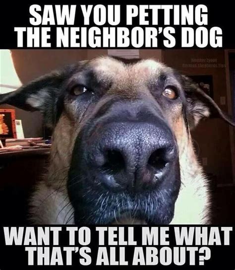 Funny Dog Pictures With Captions