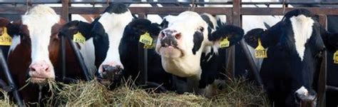 2025 Ndfsa Membership Directory And Buyers Guide By Northeastdairymag Issuu