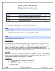 Observing Epithelium & Dermis in Integumentary System | Course Hero