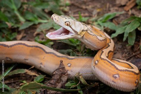 Orange Glow Motley Reticulated Python Malayopython Reticulatus