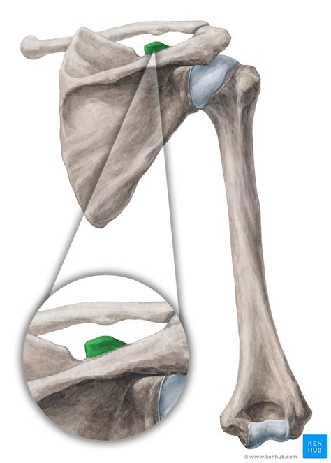Scapula Coracoid Process