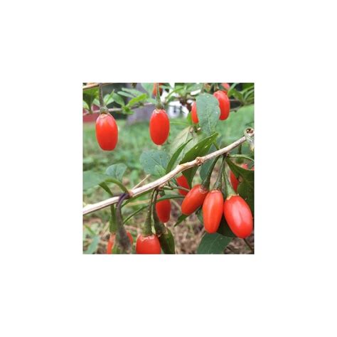 Goji Berry Live Plant Wolfberry For Sale
