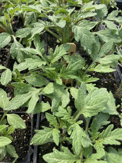 Why I Typically Do Not Recommend Foliar Fertilization Maine Organic