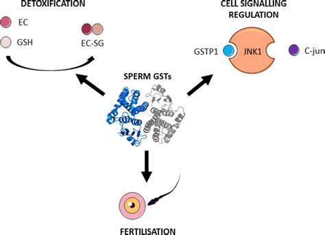 Triple Role Of GSTs In The Male Reproductive Tract The Functions Of Download Scientific
