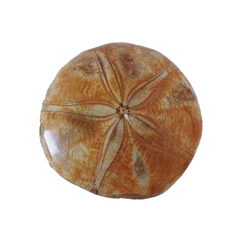 Echinoid Star Fossil Prehistoric Treasures