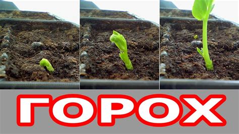 Горох - YouTube