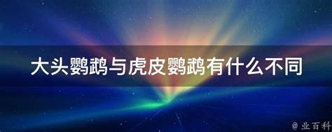 大头鹦鹉与虎皮鹦鹉有什么不同 业百科